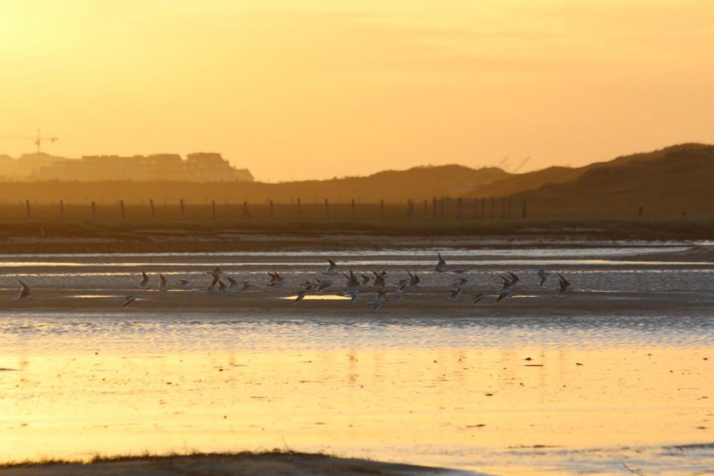 Naturschutzgebiet "Het Zwin" Cadzand-Bad - Breskens - Urlaub an ...